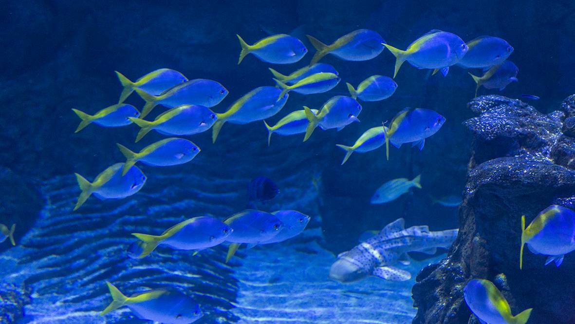 Atlantis Aquarium en INTU Xanadú – Hoy Madrid